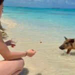 Fast Track Swimming Pigs Encounter - The Sum Up