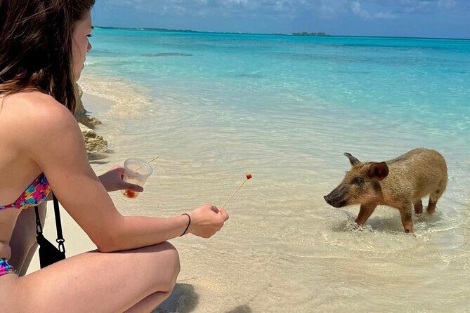 Fast Track Swimming Pigs Encounter - The Sum Up