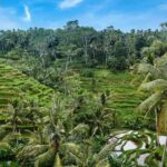 Fiery Bali Tour - Day 2: Kintamani, Ubud, and Waterfalls