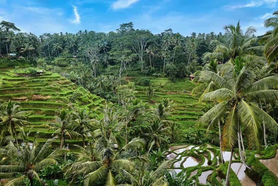 Fiery Bali Tour - Day 2: Kintamani, Ubud, and Waterfalls