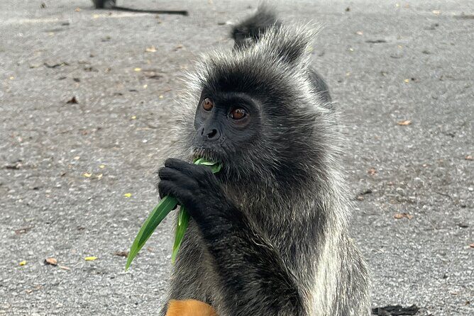 Fireflies & Silver leaf monkey Gazing tour - What the Reviews Say