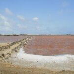 Flamingo & Mangrove Trip with Local Guide - Final Thoughts