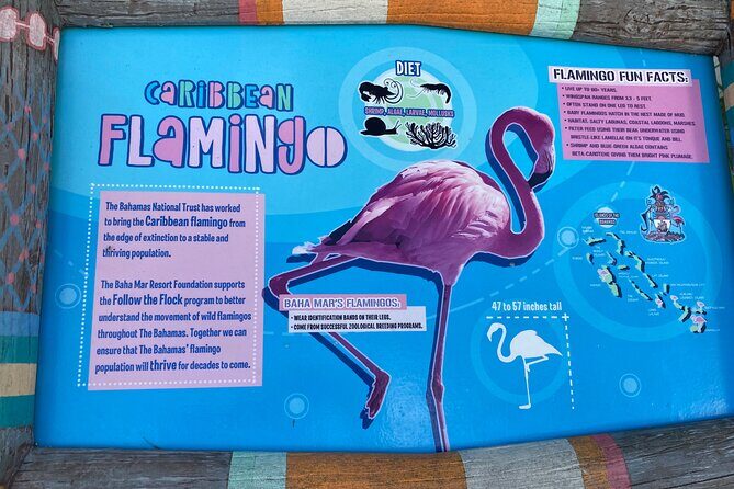 Flamingo March & Pirates Adventure Tour Nassau - The Sum Up