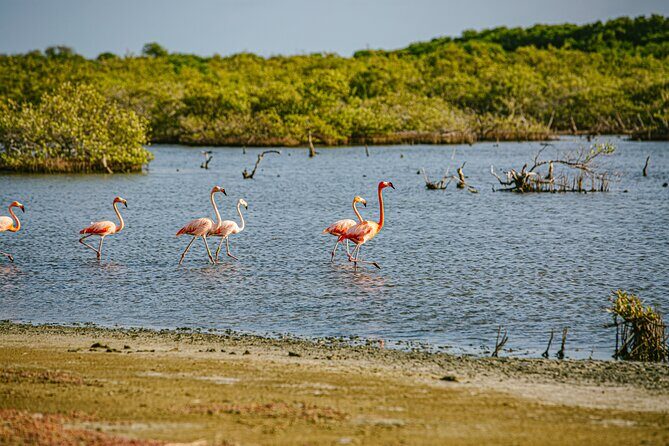 Flamingo Spotting Adventure - Who Will Love This Tour?
