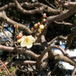 Flavors and Serenity: Tsukiji and Hamarikyu garden in Spanish - The Walk to Hamarikyu Gardens