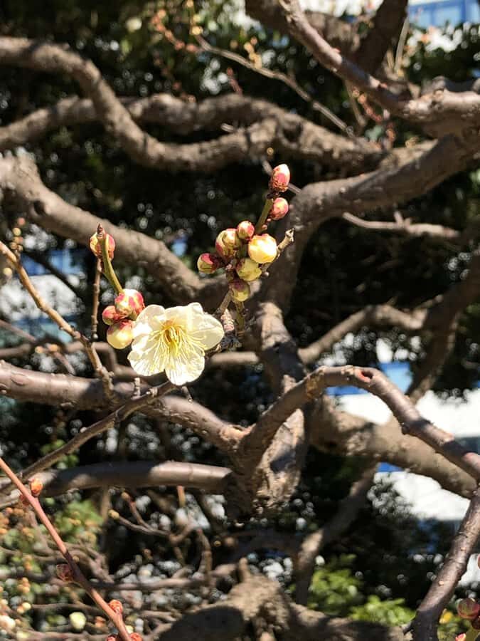 Flavors and Serenity: Tsukiji and Hamarikyu garden in Spanish - The Walk to Hamarikyu Gardens