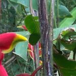 Flavors of Grenada - Authenticity and Reviews