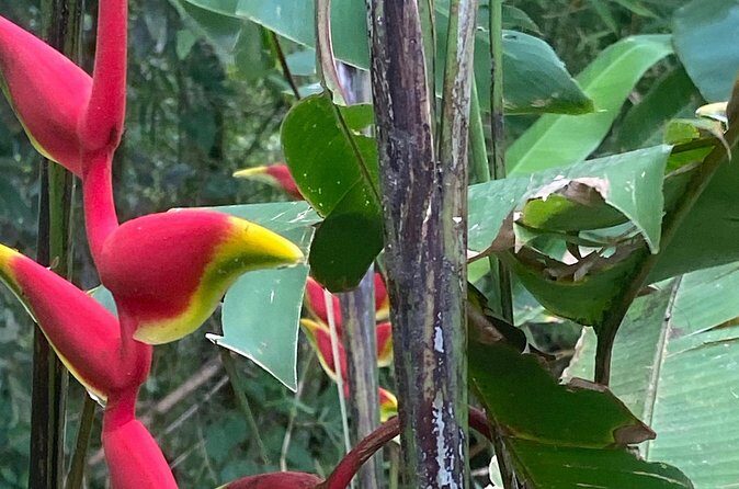 Flavors of Grenada - Authenticity and Reviews