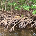 Fort Lauderdale: Kayak and Paddleboard Mangroves Eco Adventure - Who This Tour Is Perfect For