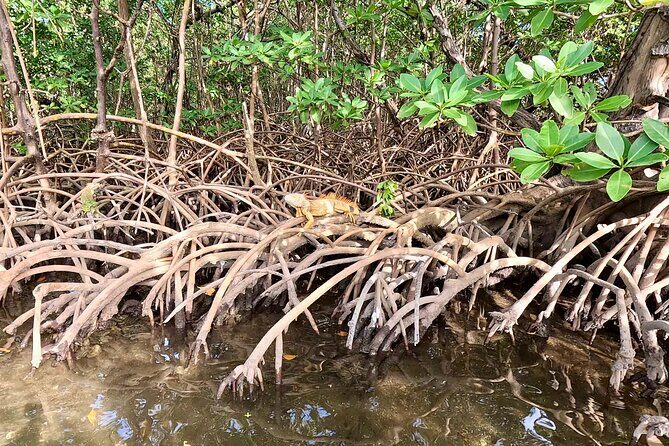 Fort Lauderdale: Kayak and Paddleboard Mangroves Eco Adventure - Who This Tour Is Perfect For