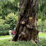 Fragrance Walk and Botany of Ancient Texts Tour - An In-Depth Look at the Experience