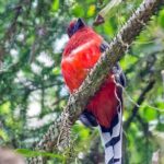 Frasers Hill 3 Days Birdwatching - Overview of Frasers Hill and Why It’s Special