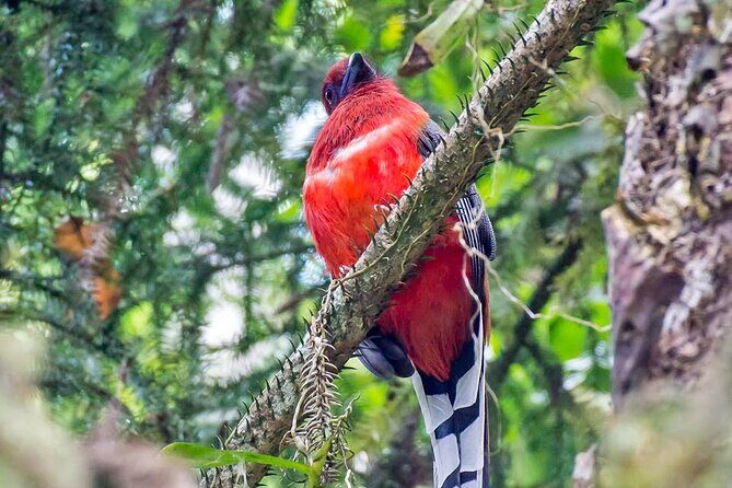Frasers Hill 3 Days Birdwatching - Overview of Frasers Hill and Why It’s Special