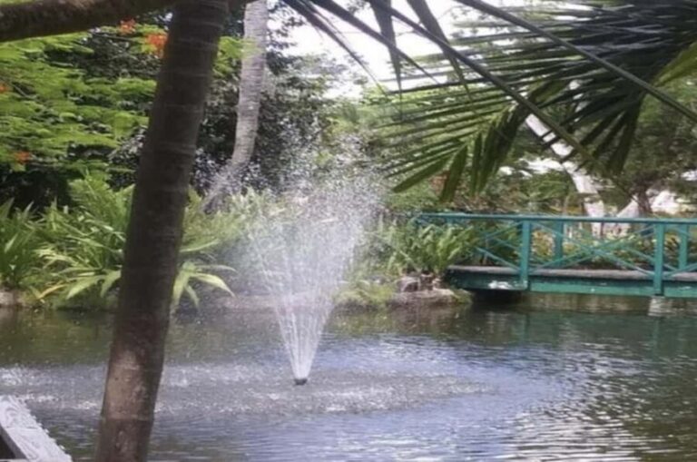 Freeport Shore Excursion: Garden of the Groves and City Tour - Introduction: A Taste of Grand Bahama in Four Hours