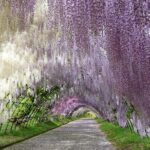 French Dining at Matsumoto Residence and Kawachi Wisteria - FAQ