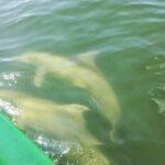 Friday and Saturday 1 pm Dolphin Tour - Final Thoughts