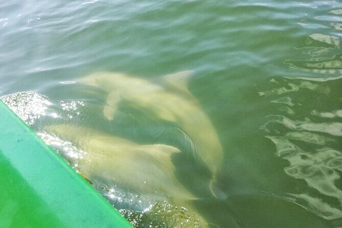 Friday and Saturday 1 pm Dolphin Tour - Final Thoughts