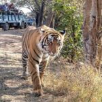 From Agra: Ranthambore, Jaipur & Delhi Multi - Day Tour - The Practical Side