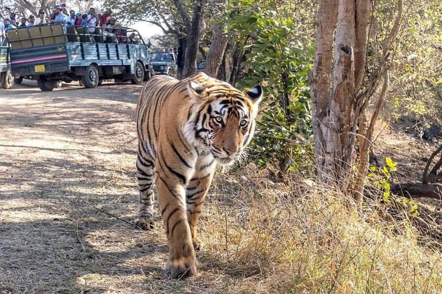 From Agra: Ranthambore, Jaipur & Delhi Multi - Day Tour - The Practical Side
