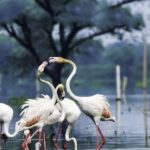 From Agra: Taj Mahal Tour with Bharatpur Bird Sanctuary - In-Depth Breakdown