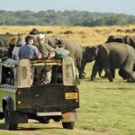From Anuradhapura: Minneriya National Park Private Jeep Safari - What Sets This Tour Apart