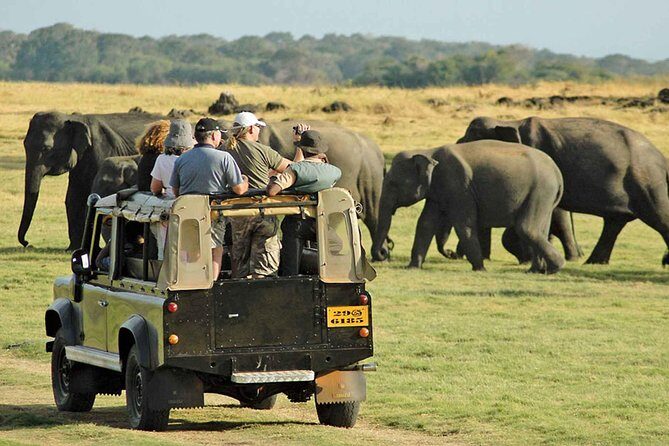 From Anuradhapura: Minneriya National Park Private Jeep Safari - What Sets This Tour Apart