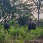 From Anuradhapura: Wilpattu National Park Private Safari - Why This Tour Offers Good Value