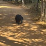 From Anuradhapura:Wilpattu Full-Day Wildlife Safari. - Wilpattu National Park: A Big, Beautiful Wilderness
