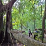 From Bacalar: Calakmul Ruins Expedition & Jungle Trek - An In-Depth Look at the Tour Experience