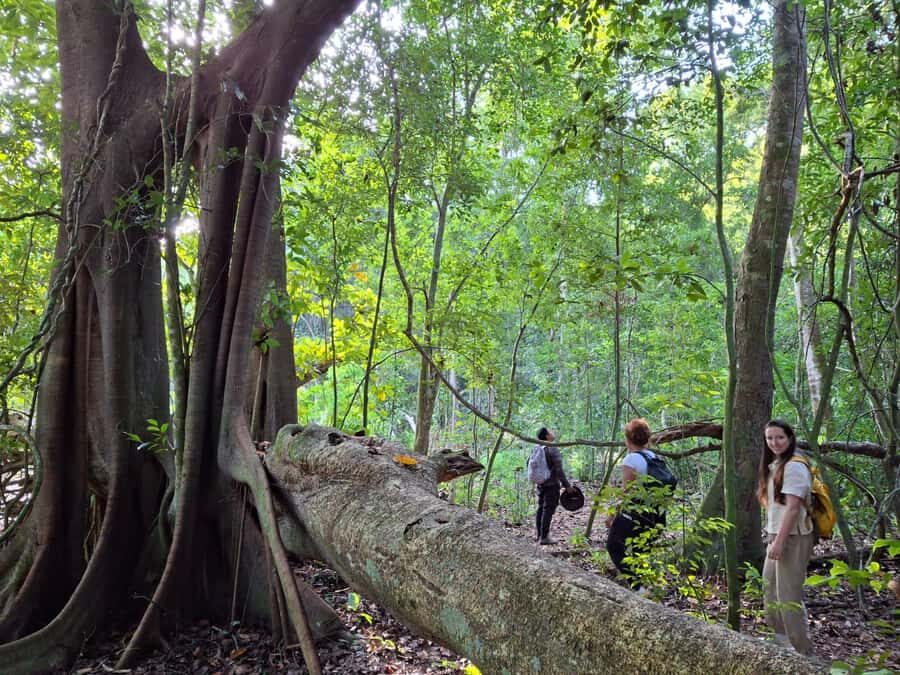 From Bacalar: Calakmul Ruins Expedition & Jungle Trek - An In-Depth Look at the Tour Experience