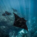 From Bali: Nusa Penida Manta Snorkel by Luxury Private Yacht - Snorkeling with Manta Rays: The Main Attraction