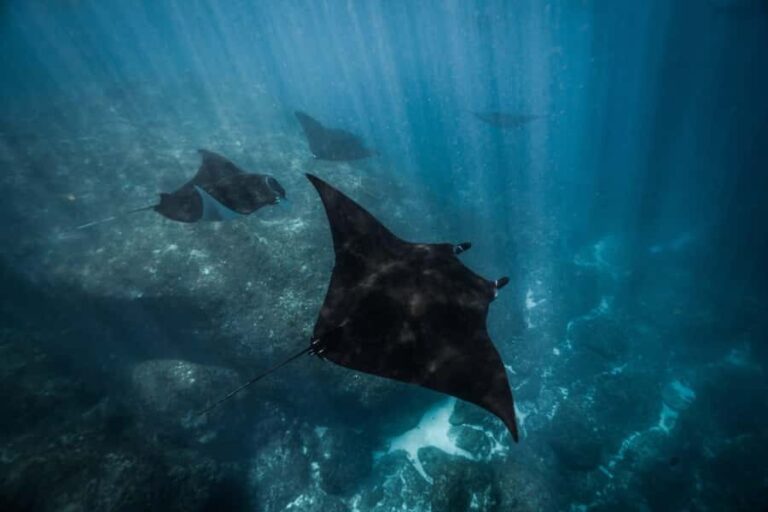 From Bali: Nusa Penida Manta Snorkel by Luxury Private Yacht - Snorkeling with Manta Rays: The Main Attraction