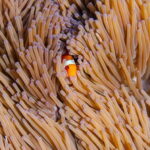 From Bali: Nusa Penida Private Snorkeling Tour with Lunch - The Value Proposition