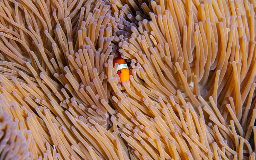 From Bali: Nusa Penida Private Snorkeling Tour with Lunch - The Value Proposition