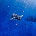 From Bali: Nusa Penida Snorkel 3 Spots w/ GoPro & Kayak tour - Who Will Love This Tour?