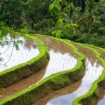 From Bali: Tanah Lot, Jatiluwih, & Ulun Danu Temple Tour - The Value and Practical Considerations