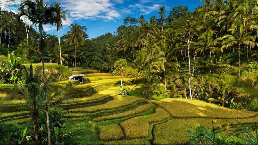 From Bali: Ubud Highlights Tour with Customizable Itinerary - Authenticity and Reviews from Travelers