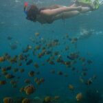 From Bali West Nusa Penida Tour and Private Snorkeling - Value and Price Analysis