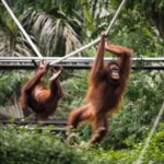 From Bali: Zoo Breakfast with Orangutans & Elephant Bath - The Orangutan Encounter: Respectful and Educational