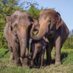 From Bangkok: Elephant Park Tour with Feeding & Mud Spa - The Value of the Experience