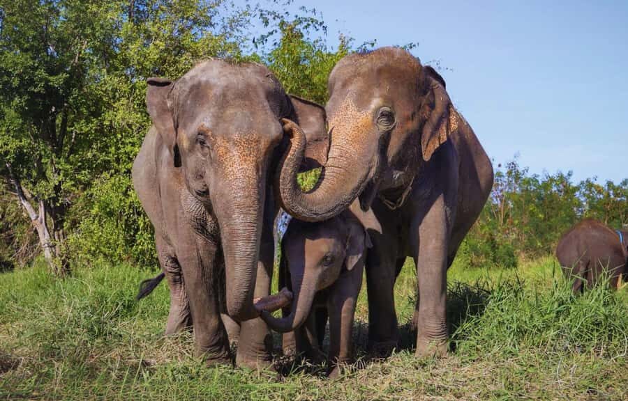 From Bangkok: Elephant Park Tour with Feeding & Mud Spa - The Value of the Experience