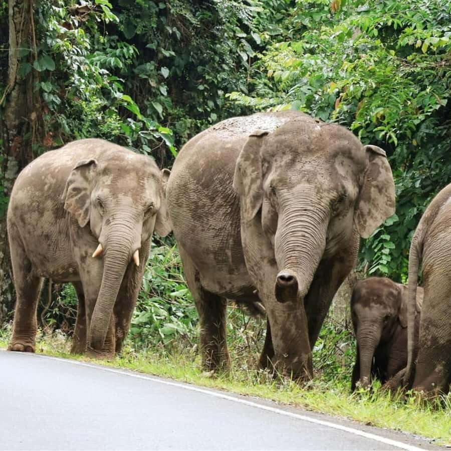 From Bangkok: Khao Yai National Park Day Trip - The Value of This Experience