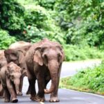 From Bangkok: Khao Yai Private Charter with Multiple Options - Who Should Consider This Tour?