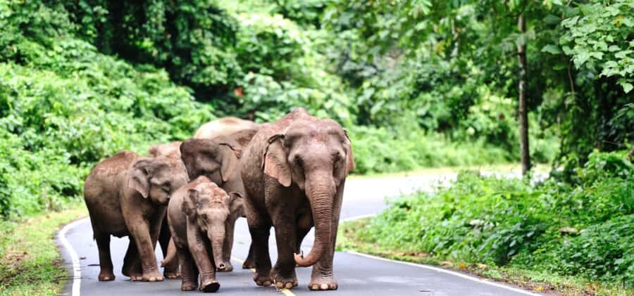 From Bangkok: Khao Yai Private Charter with Multiple Options - Who Should Consider This Tour?