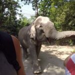 From Bangkok: Wildlife Rescue and Elephant Rescue Tour - What Makes This Tour Stand Out?
