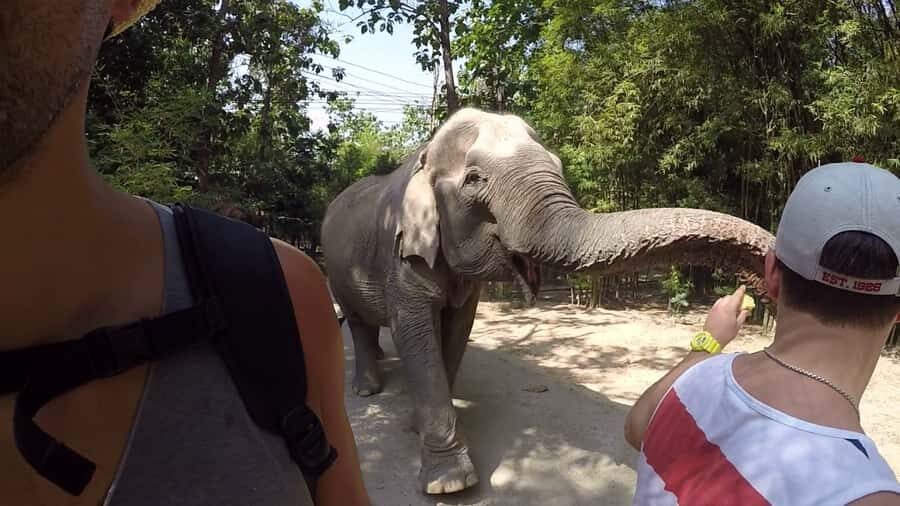 From Bangkok: Wildlife Rescue and Elephant Rescue Tour - What Makes This Tour Stand Out?