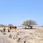 From Banyuwangi ; Baluran National Park & Snorkeling - What Sets This Tour Apart