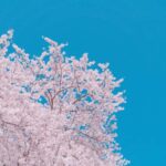 From Busan: Jinhae Cherry Blossom Festival Guided Day Trip - Real travelers impressions