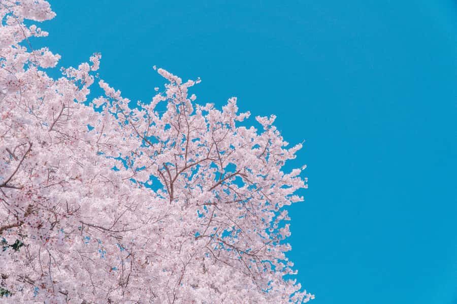 From Busan: Jinhae Cherry Blossom Festival Guided Day Trip - Real travelers impressions