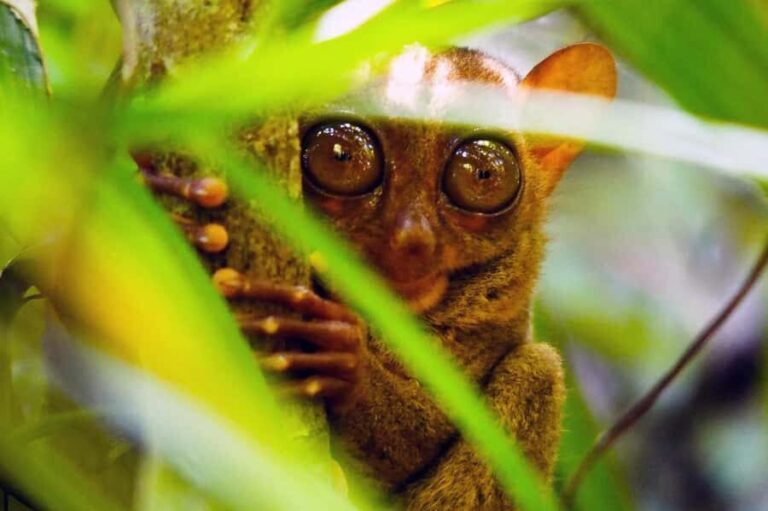 From Cebu: Bohol Countryside Private Tour with Loboc Lunch - What the Reviews Say